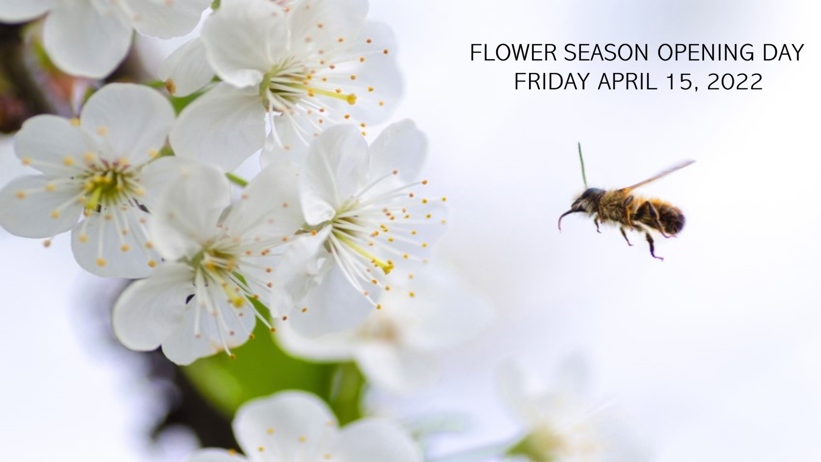 Spring 2022! - Elzinga Farm & Greenhouse